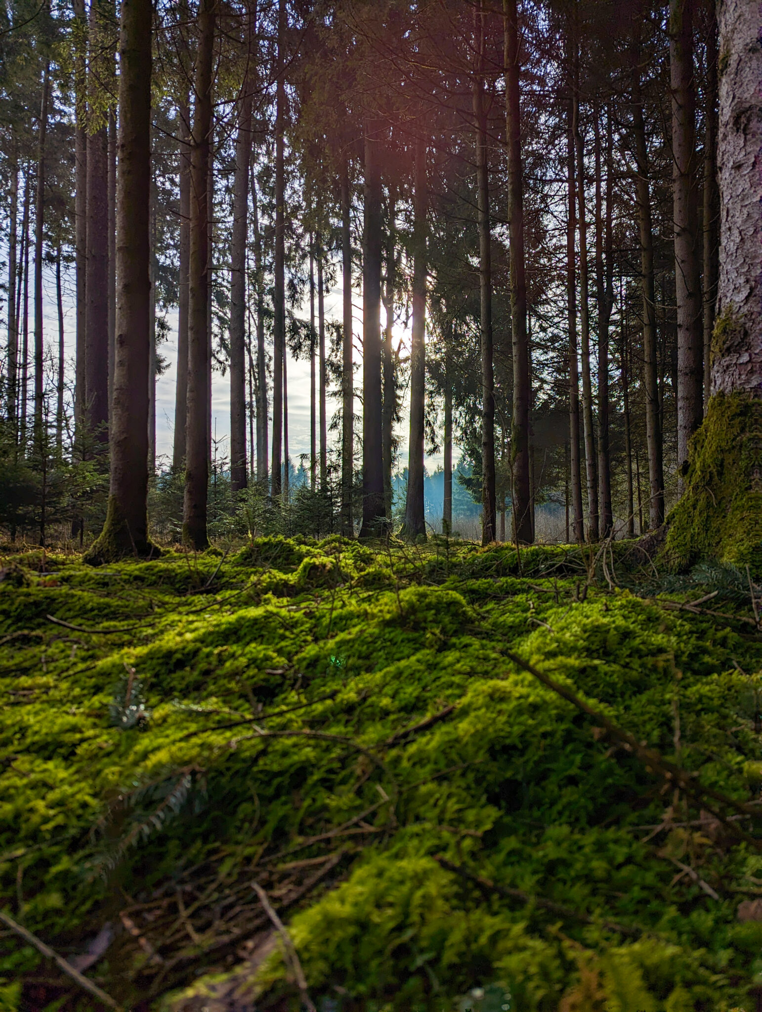 Abenteuer Wald: Tipps und Spielideen 🌲 Kids, Adventure & More