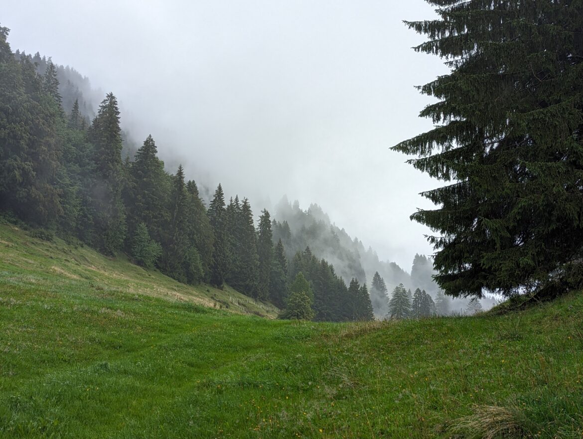 Abenteuer Wald: Tipps und Spielideen 🌲 Kids, Adventure & More